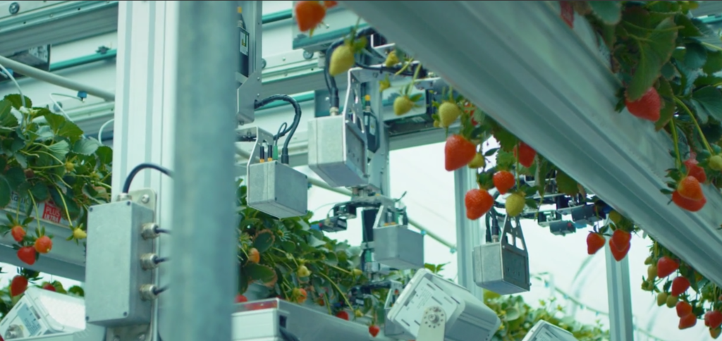 摘み取るイチゴをAIで判別し傷つけずに収穫できる、AGROBOT社のロボットEシリーズについて解説 - 先端農業マガジン